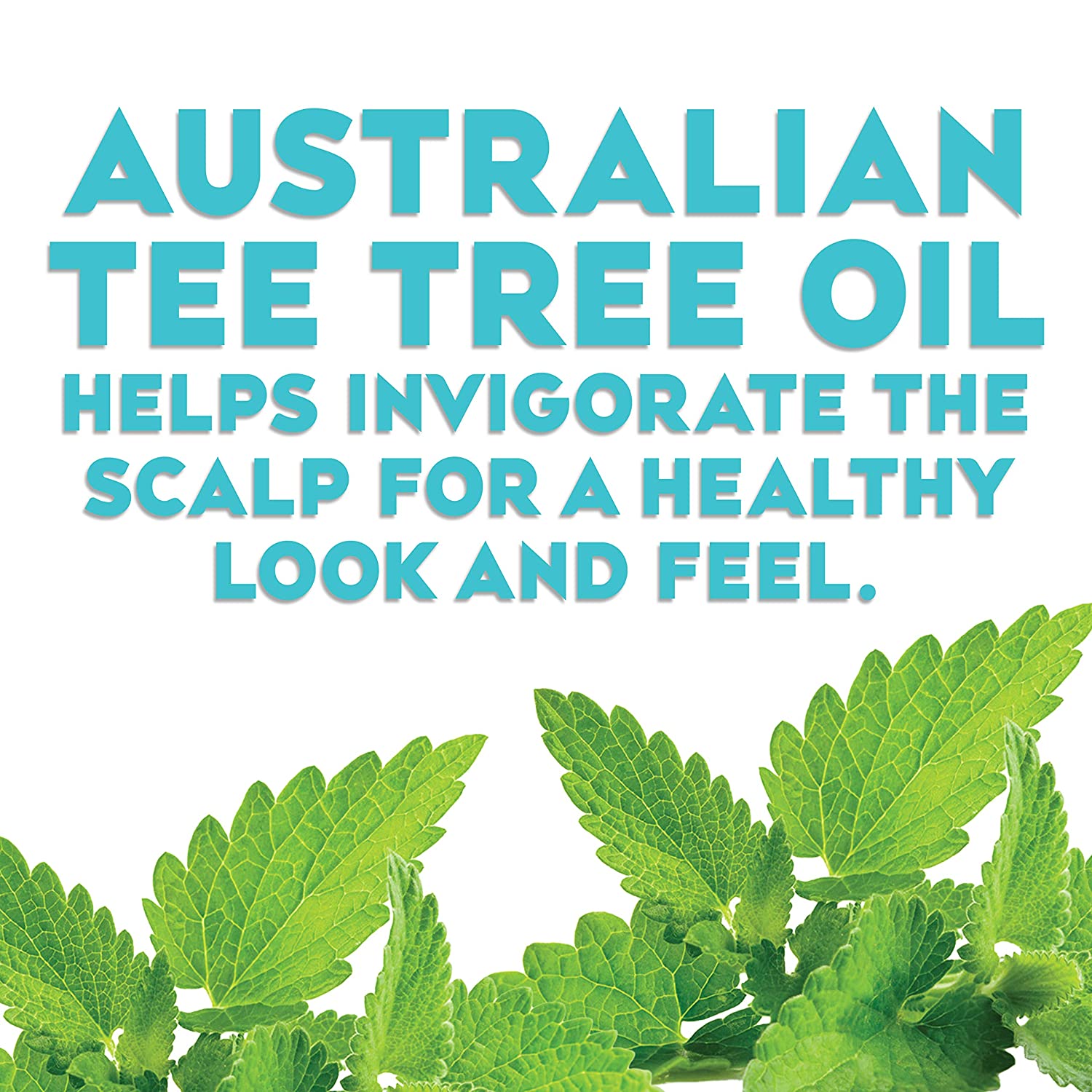 OGX Hydrating Tea Tree Mint Shampoo 385ml in Bangladesh-airDeal.com.bd